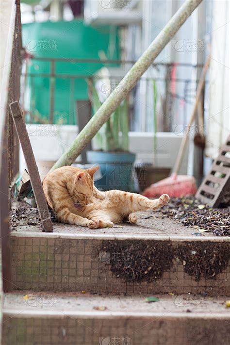 都市流浪猫