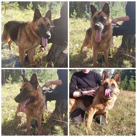 Ищет дом красавица немка Герда Герда чистокровная немецкая овчарка Как и подобает породе очень