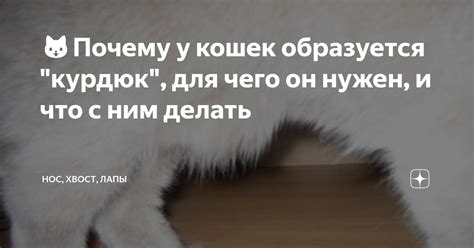 🐱Почему у кошек образуется курдюк для чего он нужен и что с ним делать Нос хвост лапы Дзен