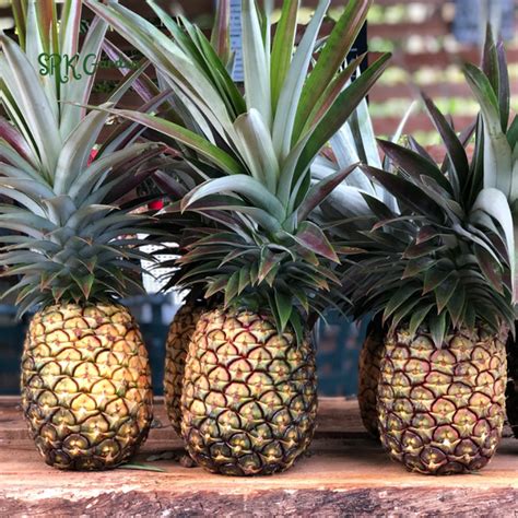 Sugarloaf Pineapple Kona Sugarloaf Live Plant Ananas Comosus Srk