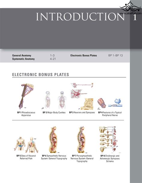 Netter Atlas Of Human Anatomy Classic Regional Approach Netter Basic