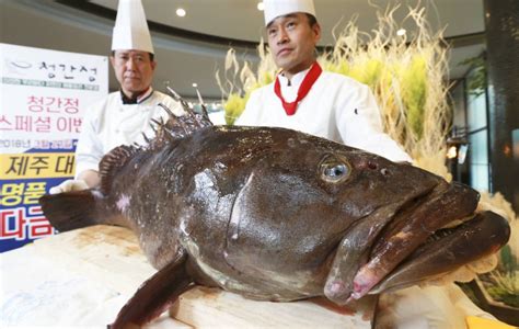 다금바리 대물 ㄷㄷㄷ Mlbpark