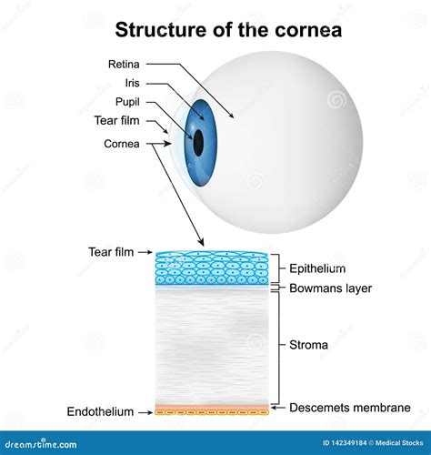 Structure Of The Cornea Medical Vector Illustration On White Background