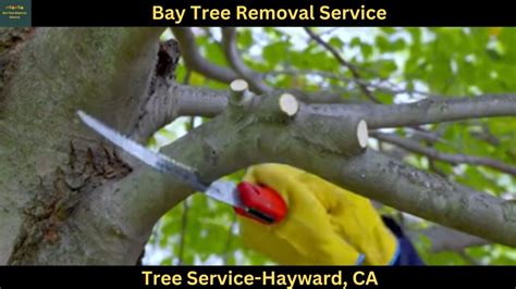 Gallery Tree Removal In Hayward CA Tree Service Tree Trimming Pruning Stump Removal
