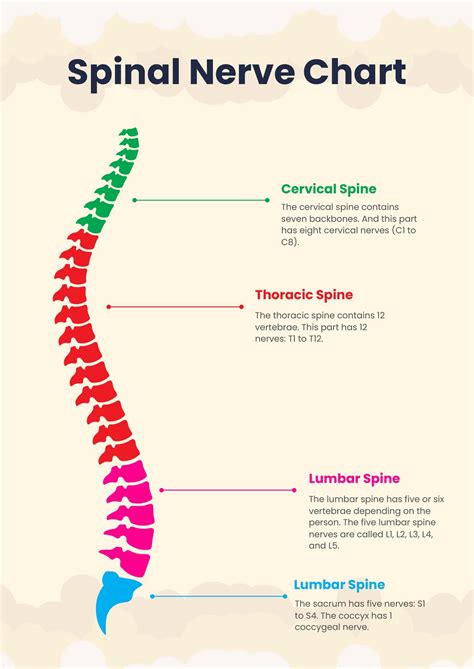 Printable Spinal Nerve Chart Printable Word Searches Porn Sex Picture