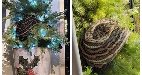 Woman Finds 10 Foot Python Coiled Around Her Christmas Tree In