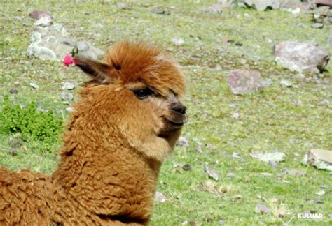 Треккинговые туры в Перу от Мачу Пикчу до озера Титикака и линий Наска 🌄