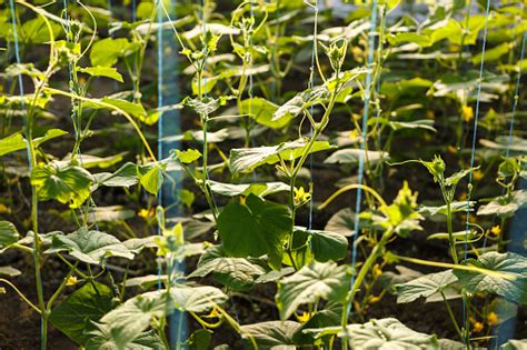 녹색 Hpuse 농업입니다 성장 하는 밝은 녹색 집에는 오이 구나 자연 유기농 식품 작물입니다 핫 하우스에서 새로운 콩나물 성장 건강한 생활방식에 대한 스톡 사진 및 기타