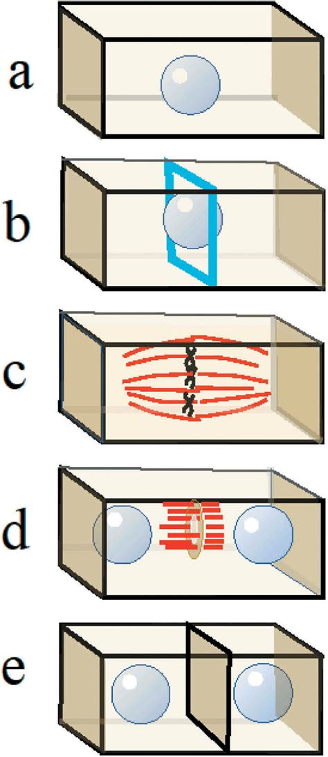 Plant Cell Mitosis End Glossary Of Common Mitosis Terms Maybe You