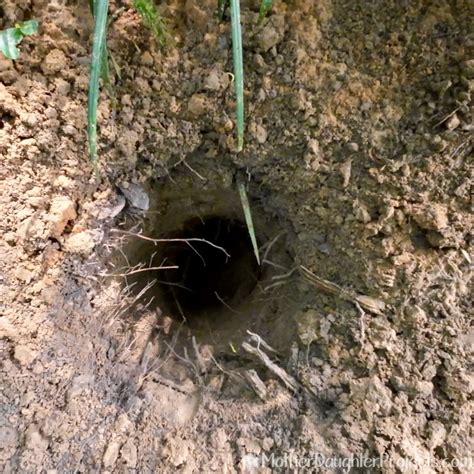 We Checked Out This Electric Auger Through The Library Mother Babe Projects