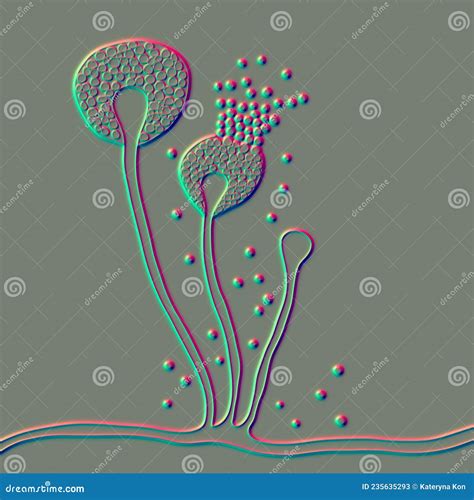 Structure Of Mucor Mold Bread Mold Fungi Stock Illustration