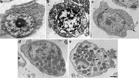 Hemocytes With Endocytosed Nanoparticles Within Granules A Electron