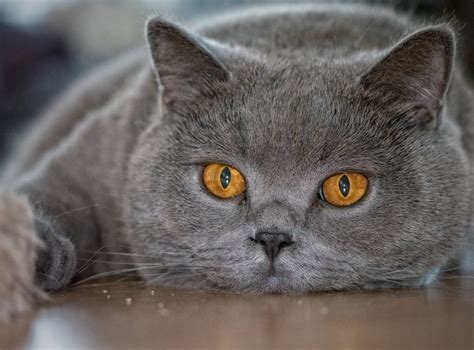 Как назвать британскую кошку девочку серого цвета имена и клички для котов