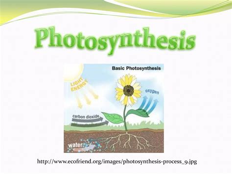 Plants And Their Functions Powerpoint Pptx