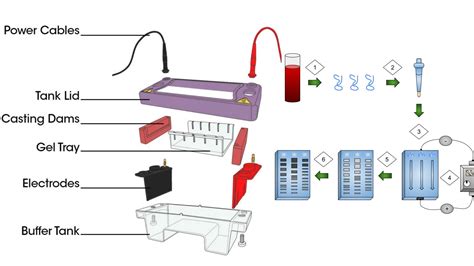 Electrophoresis Assignment Point