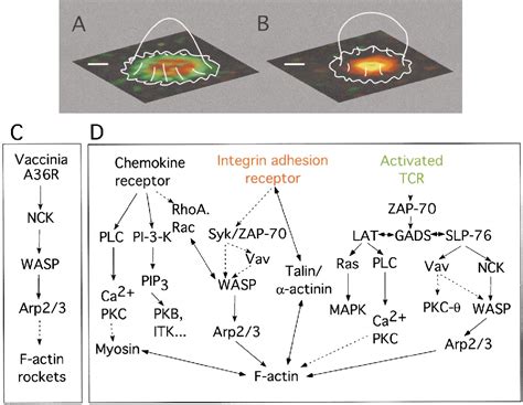 Figure 1 From Signaling Takes Shape In Review The Immune System