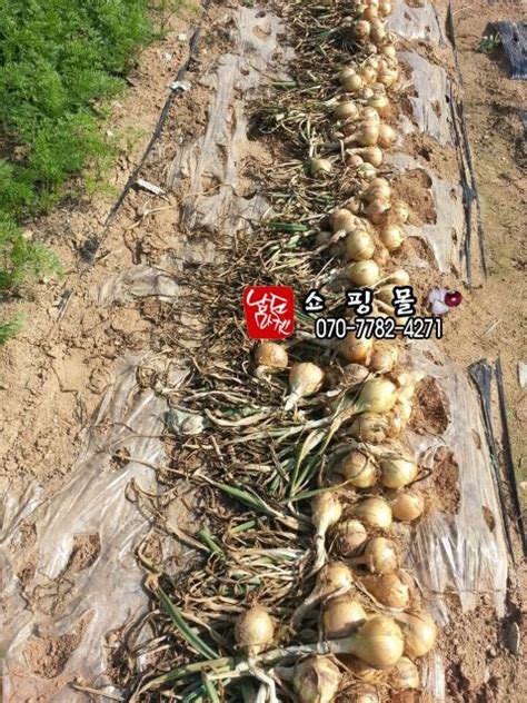 양파수확 초읽기 무안양파 수확할 시기가 다가옵니다 네이버 블로그