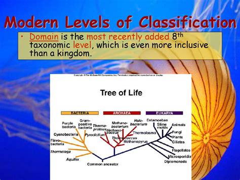 Levels Of Classification In Modern Taxonomy At Johnnie Kruger Blog