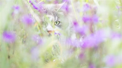 Обои кот природа животное 2560x1440 Qhd And Wqhd 169 от Arashilkis