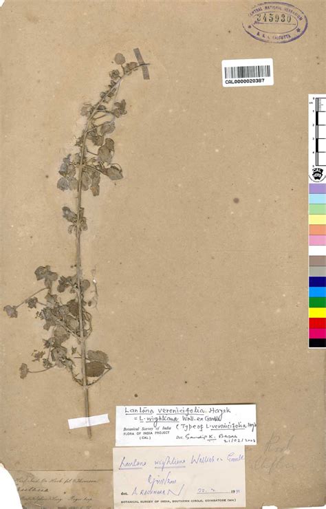 Phanerogams Type Details