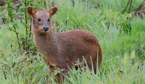 Pudú Cuenta Con Un Plan Especial Para Su Conservación Entre Las