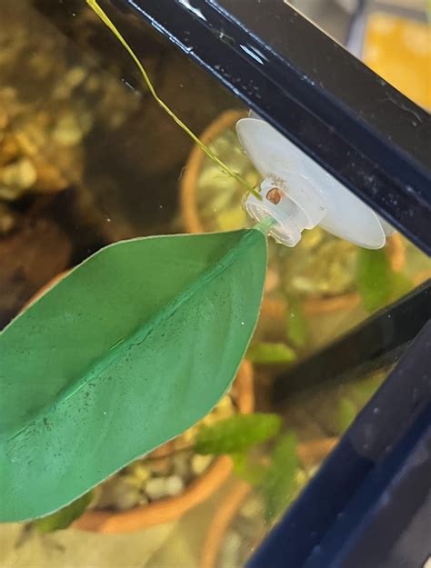 newbie mistake are these mini ramshorn snails r aquariums