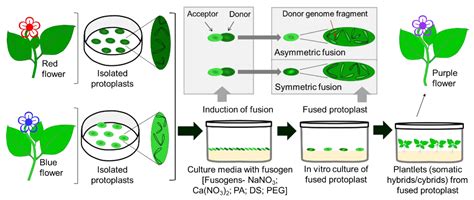 Plant Tissue Culture Article Pdf At Hannah Colquhoun Blog