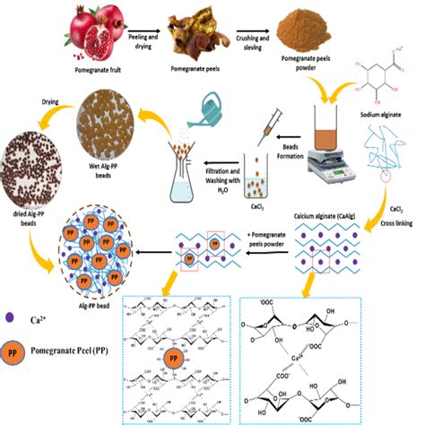 Schematization Of Alg−pp Preparation Download Scientific Diagram