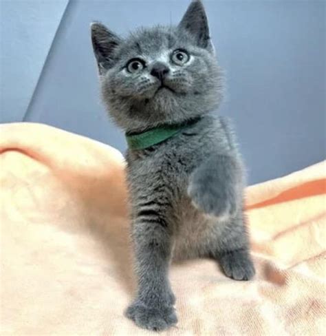 แมว บริติช ช็อตแฮร์ตัวกลางๆ น่ารักพอดี Ennxo