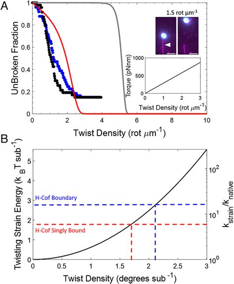 Modeling Twist Induced Fragmentation Of Actin Filaments A