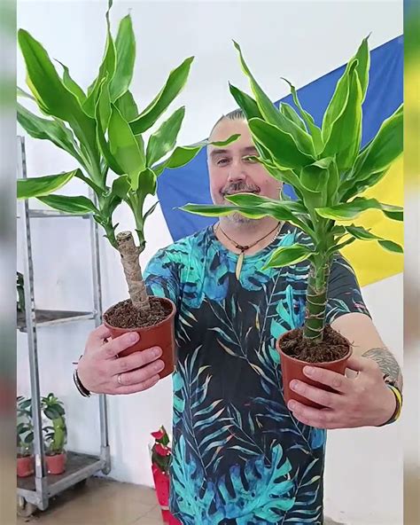 Драцена Голден Кост, цена 225 гривен! Бронь в вайбер 0996782355 # ...