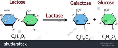 Lactase Enzyme Effect On Lactose Sugar Stock Vector Royalty Free 2196371783 Shutterstock
