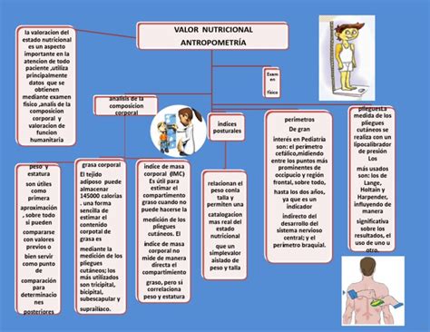 Mapa Conceptual Pdf Tejido Adiposo Índice De Masa Corporal