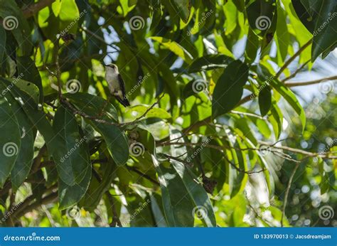 Green Leafy Texture Stock Image Image Of Soursop Small 133970013