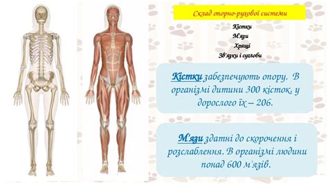 Презентація Опорна вісь нашого тіла Пізнаємо природу 5 клас НУШ Презентація Пізнаємо
