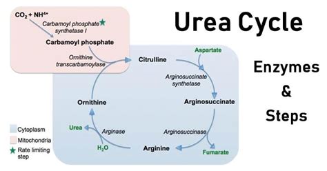 Urea Cycle Urea Cycle Steps Involved And Metabolic Disorders