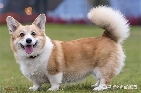 柯基断尾太残忍知道真相后都表示可惜了 知乎