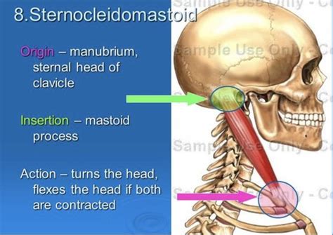 Sternocleidomastoid Origin And Insertion