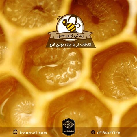 انتخاب نر یا ماده بودن لارو جالب است بدانید که زنبور ملکه پیش از تخم