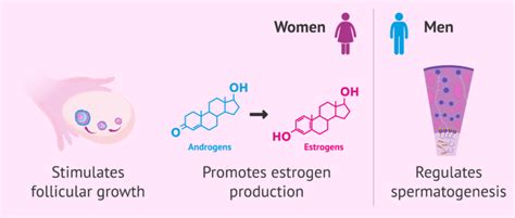 Functions Of The Fsh Hormone