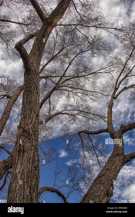 Bare Naked Trees Reaching For The Clouds Stock Photo Alamy
