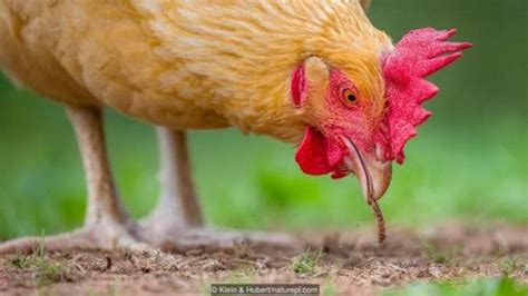 Ayam Ternyata Tidak Sebodoh Yang Dibayangkan Bbc News Indonesia