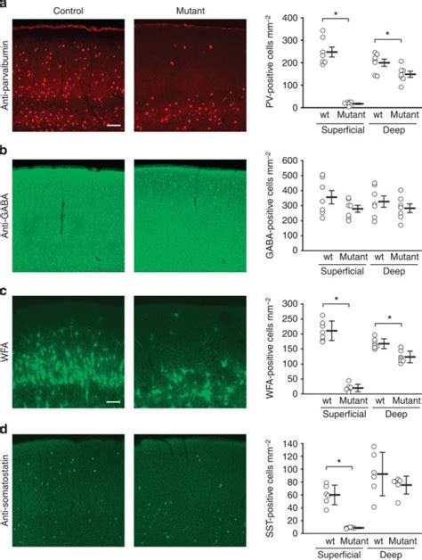 A Developmental Cell Type Switch In Cortical Interneurons Leads To A