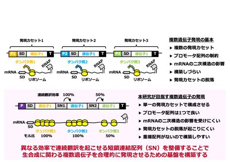 ポリシストロニック遺伝子群の合理的構築を志向した短鎖連結配列の解析 生体反応の集積・予知・創出を基盤としたシステム生物合成科学（予知生合成科学）