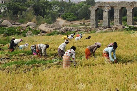 Women In Agriculture In India Editorial Stock Image Image Of Agribusiness Farming 289691844