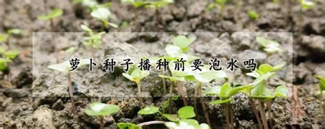 立秋后可以种什么蔬菜 发财农业网