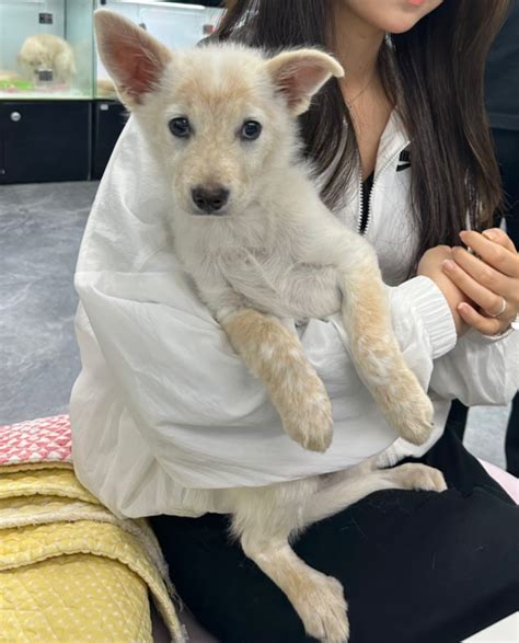 스피츠믹스겨울이 강아지책임분양 강아지분양 고양이분양 컴투펫 시츄 셔틀랜드쉽독 말티푸 미니핀 치와와 요크셔테리어 포메라니안 말티즈 분양