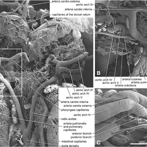 A Larva Of Pelobates Fuscus At The Beginning Of Metamorphosis Nf