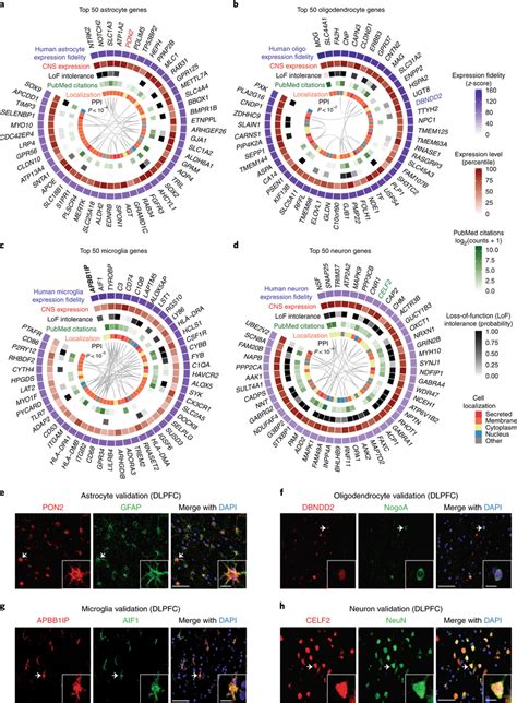 The Core Transcriptional Identities Of Human Astrocytes Download