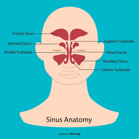 Sinus Anatomy Illustration 172412 Vector Art At Vecteezy
